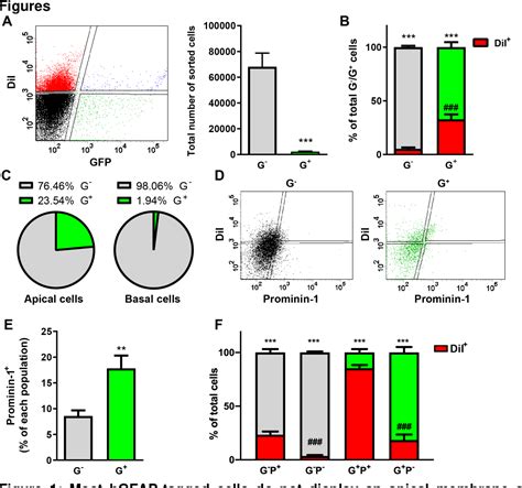 Figure 1 From Basal Neural Stem Cells Drive Postnatal Neurogenesis Whereas Apical Stem Cells Act