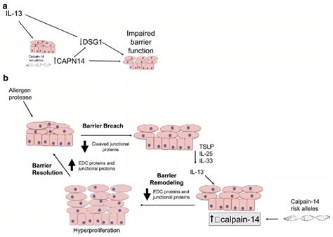 Interleukin 13 Il 13 Induces Calpain 14 Capn14 Effector And