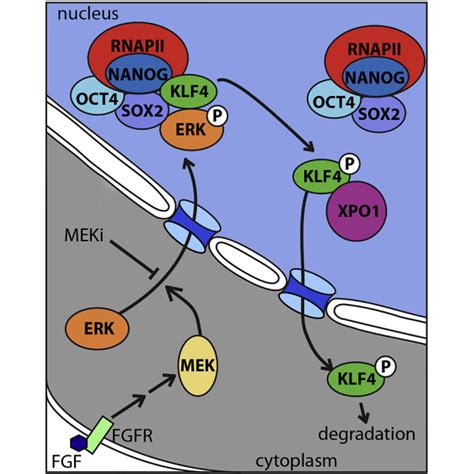 Klf4 Nuclear Export Requires Erk Activation And Initiates Exit From