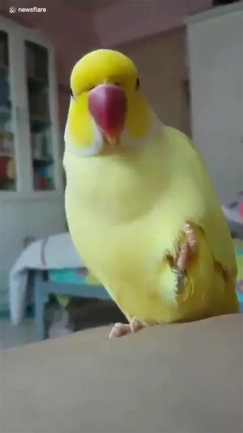 Silly Parrot Dump Album On Imgur