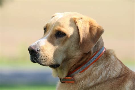 Pannus In Dogs What It Is And How To Treat It