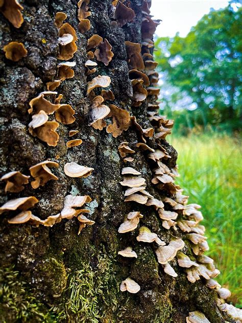 Tf Trees 35 Poster For Sale By Tfwarden Redbubble