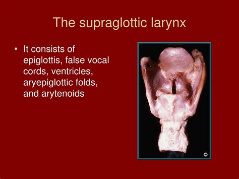 Ppt Laryngel Cancer Powerpoint Presentation Free Download Id6118581