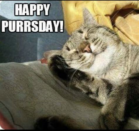 Happy Thursday Cat Happy Hump Day Cat Today Is Puursday Happy