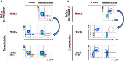 Flow Cytometry Analysis Of Circulating And Lymph Node B Cellsa After Download Scientific