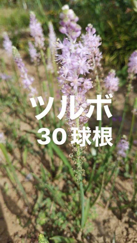 Yahooオークション ツルボ 山野草 30球