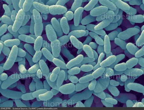 Stock Image 11960292 01ae2fp9 Science Source Search Stock