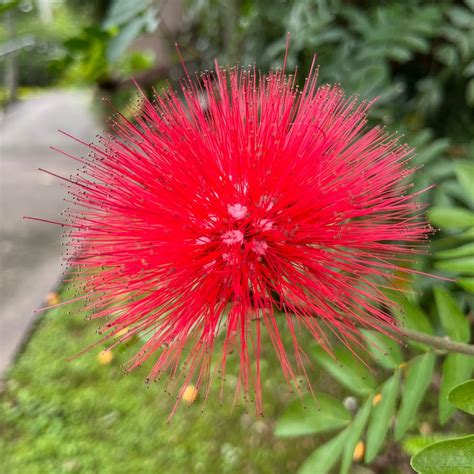 お気楽不食者chikoto Youtube