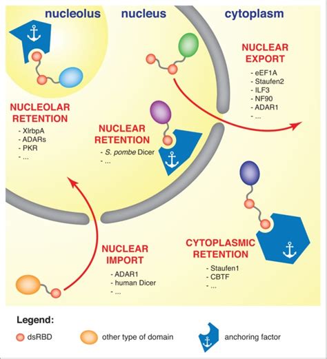 Functions Of Double Stranded Rna Binding Domains In Nucleocytoplasmic