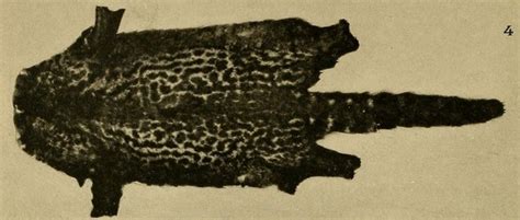 Bourlons Genets Genetta Bourloni Ringtails Of Guinea Ivory Coast Liberia And Sierra Leone