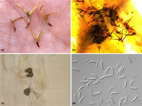 Anthracnose Penn State Turfgrass Pest Diagnostic Lab