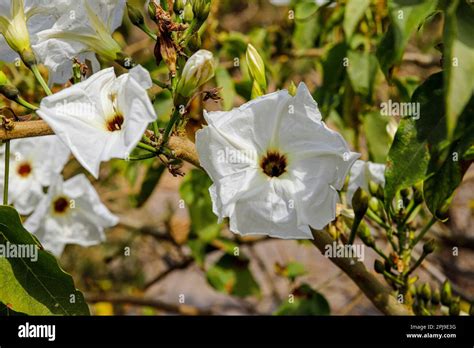 The Blossom Of Ipomoea Arborescens Tree Morning Glory Cazahuatl Or