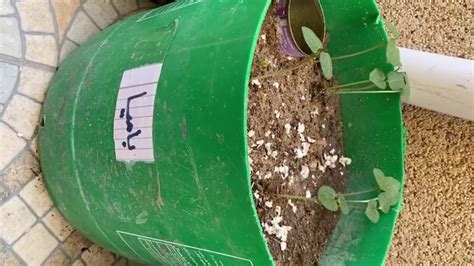 زراعة الباميا من البذور احسائيات زراعة بامية Youtube