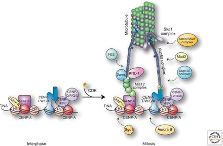 The Kinetochore