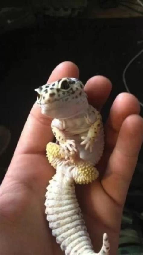 Cute Lizard Pictures