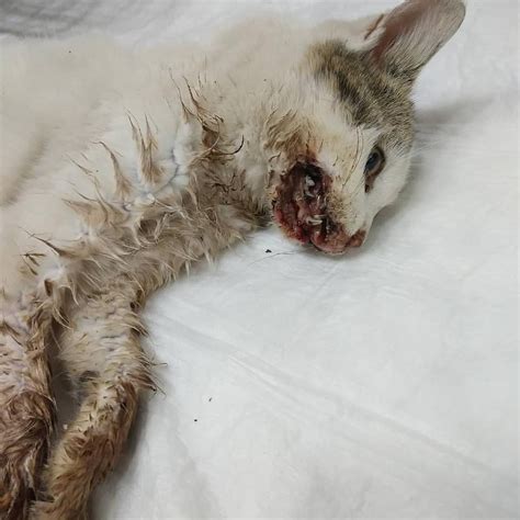 Poor Cat S Mouth Infected With Feline Stomatitis Illness Rescuestrays Com