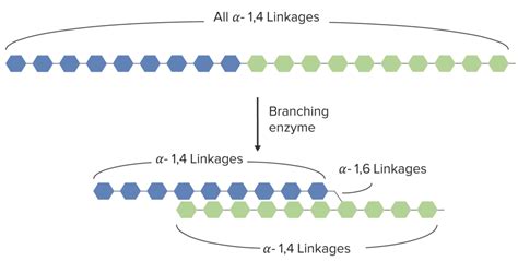 Glycogenolysis Debranching Enzyme