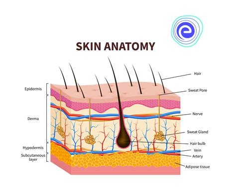 Skin Derivatives Definition Layers Of Skin Functions Embibe