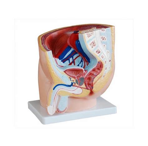 Human Male Pelvis Section Model At ₹ 6000piece Pelvis Model In