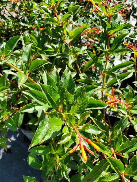 Firebush Native Jungle