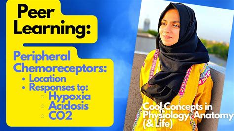 Peer Learning Peripheral Chemoreceptors Responses In Various