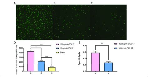 A C Cfse Staining Of Ccr4 Positive Lymphocytes In The Lower Chamber