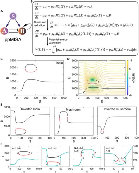Outcome Of Pseudo Potential Energy Based 1 P Bifurcation Analysis Download Scientific Diagram