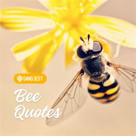 150 Bee Quotes To Inspire And Delight Sandjest Ts