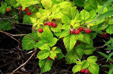 How To Grow Raspberries From Seed Full Raspberry Seeds Growing Guides