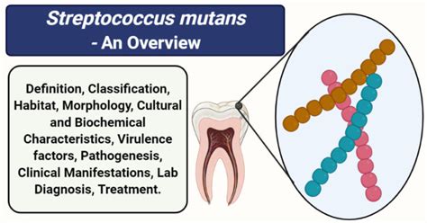 Streptococcus Mutans An Overview Microbe Notes