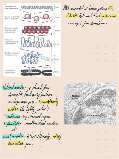 Chromatic Epigenetic Histone Code Pdf