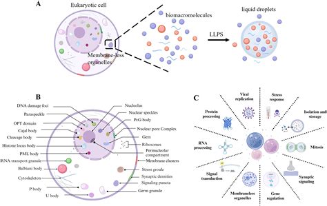 Frontiers Liquid Liquid Phase Separation A New Perspective On