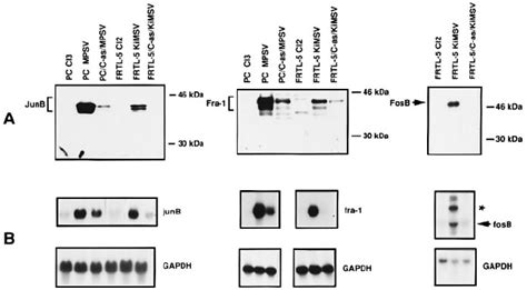 Expression Of Junb Fra 1 And Fosb A Immunoblotting Analysis Of