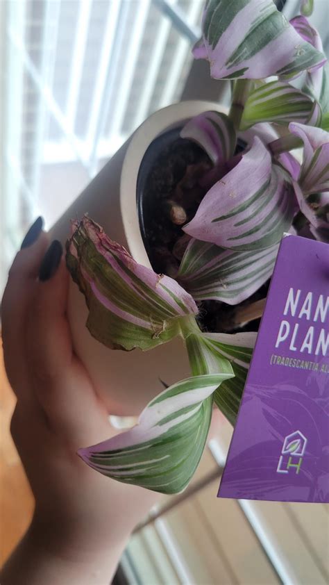 Gor A Nanouk Plant From Grocery Store Any Tips On What To Do Next