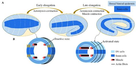 A Overview Of C Elegans Embryonic Development Three Epidermal Cell