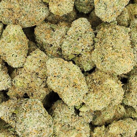 Mac Daddy Dank Bank Collective