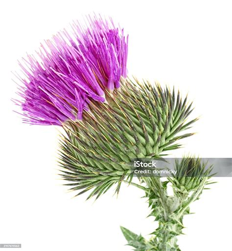 Flower Of Milk Thistle Plant Isolated On A White Background Silybum Marianum Alternative
