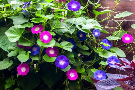 Morning Glory Sped Up
