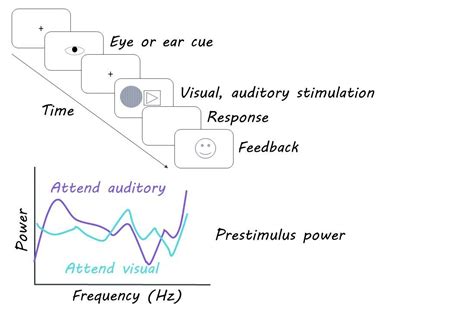 Selective Attention Modulates Activity In The Auditory Nerve — Brainpost Easy To Read