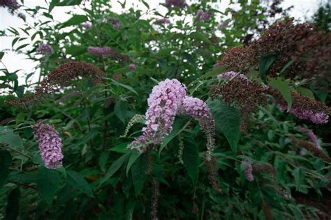 Propagating Buddleja Grow New Plants From Either Softwood Or Hardwood
