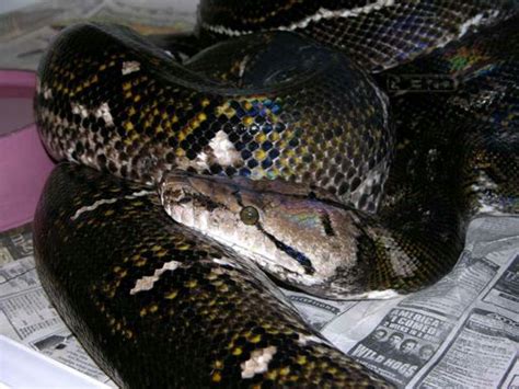Anthrax Reticulated Python Wiki Snake Amino Amino