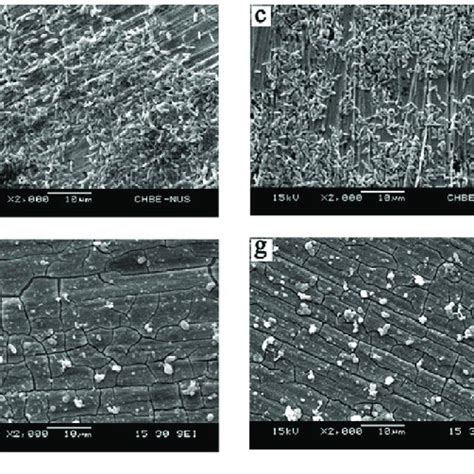 Scanning Electron Microscopy Of The Copper Coupon In Presents And