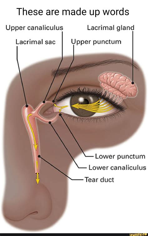 These Are Made Up Words Upper Canaliculus Lacrimal Gland Lacrimal Sac