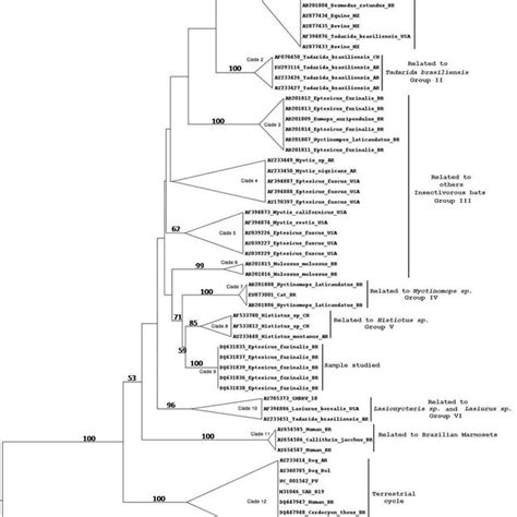 Maximum Likelihood Ml Phylogenetic Tree Reconstructed With Mega 40