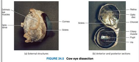 Suspensory Ligament Cow Eye