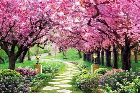 Sakura Ağacı Ne Zaman Çiçek Açar Güncel Oku