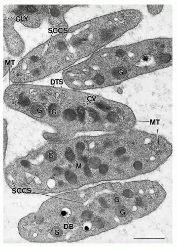Platelet Structure And Function In Hemostasis And Thrombosis Oncohema Key
