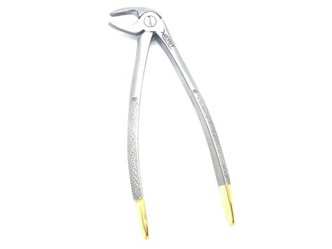 Extraction Forcep 33 English Pattern Gold Merit Surgical