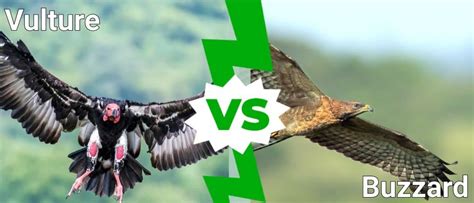 Eagle V Buzzard