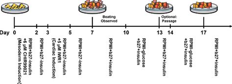 Timeline Of Hipsc Cm Differentiation Protocol And Subsequent Glucose Download Scientific
